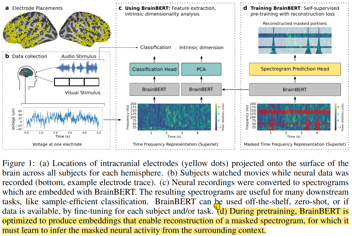【论文笔记】BrainBERT: Self-supervised representation learning for... (ICLR 2023, poster)-CSDN博客