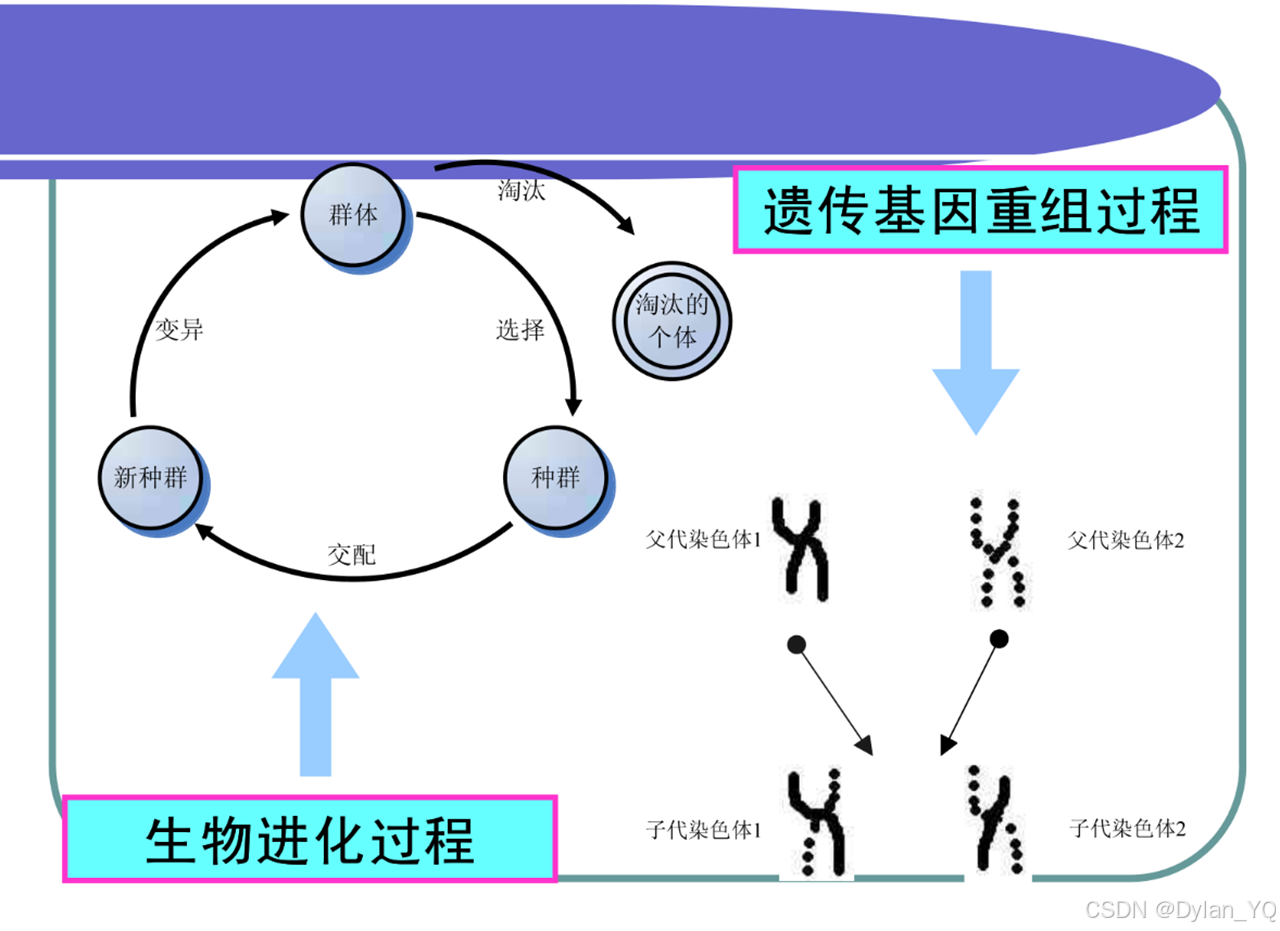 手把手代码教学《遗传算法》(Genetic Algorithm，简称GA)_ga算法代码-CSDN博客