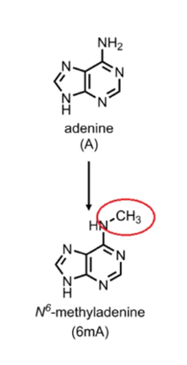 【技术干货】表观转录组之m6A甲基化修饰（一）_m6a修饰-CSDN博客