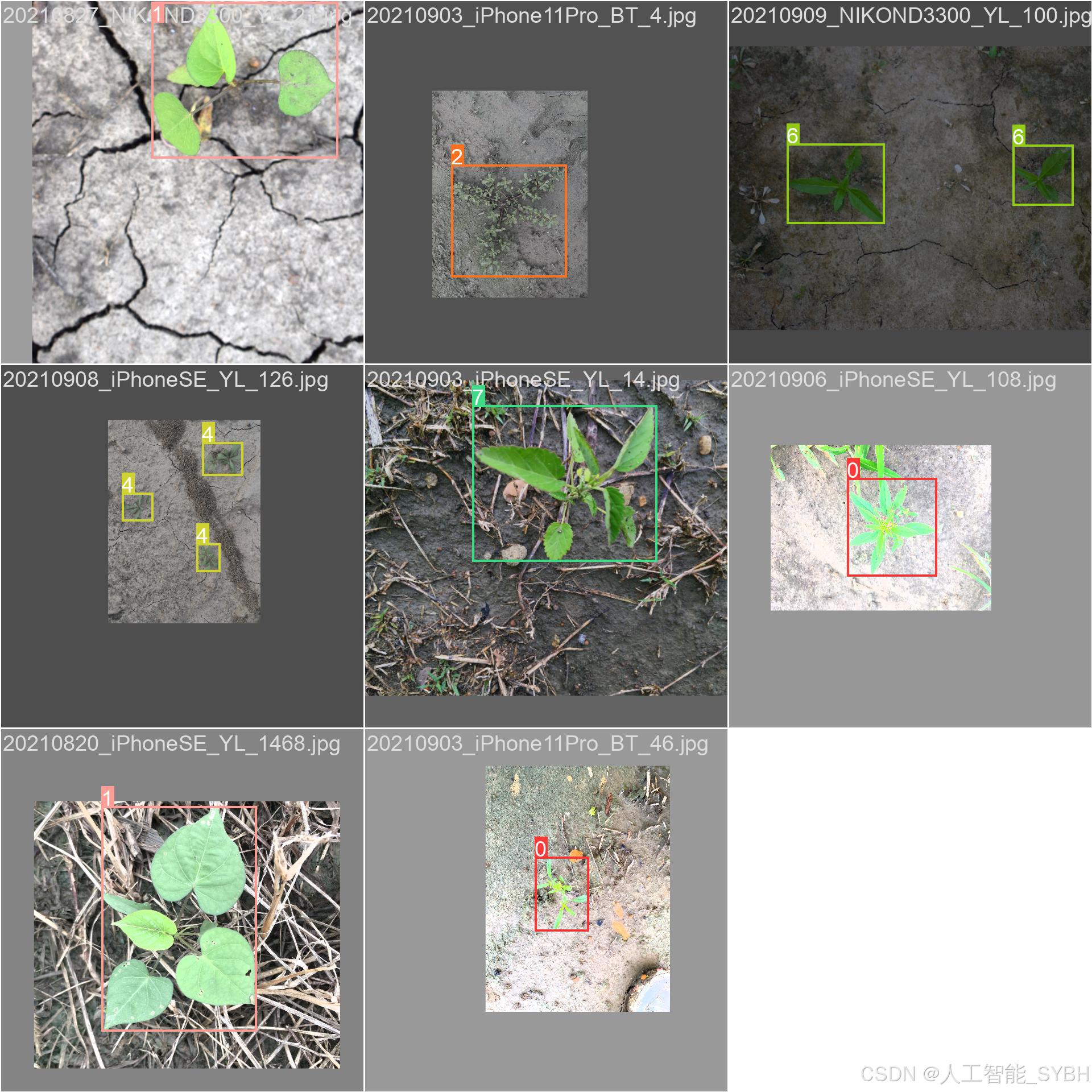 基于深度学习YOLOv8的杂草检测系统（12种）（YOLOv8+YOLO数据集+UI界面+Python项目源码+模型）_关于薅草的智能识别论文以及相关的程序代码-CSDN博客