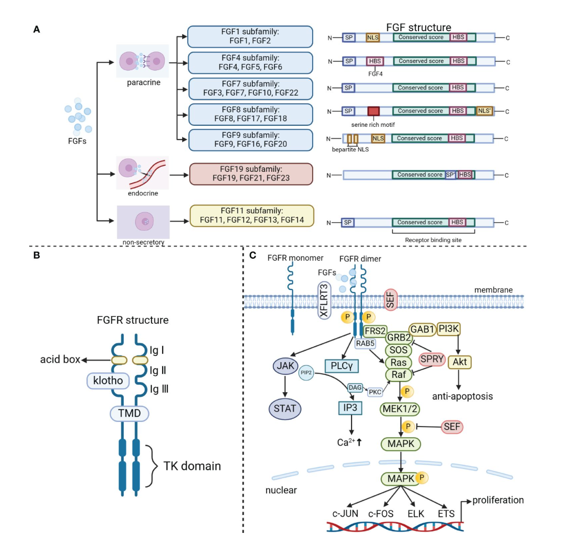 FGF/FGFR 信号通路：核心机制、关键知识点-CSDN博客