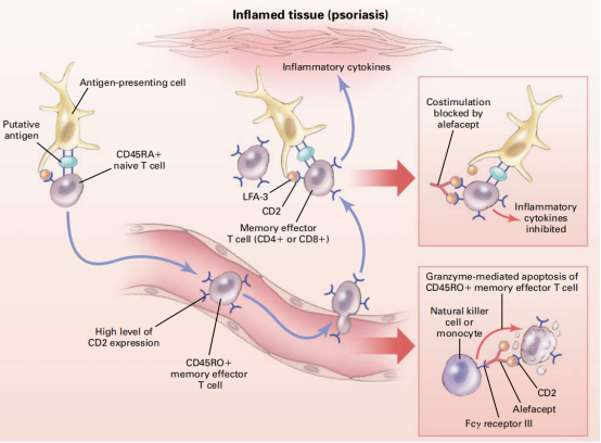 免疫抑制治疗靶标-CD2_cd2靶点-CSDN博客