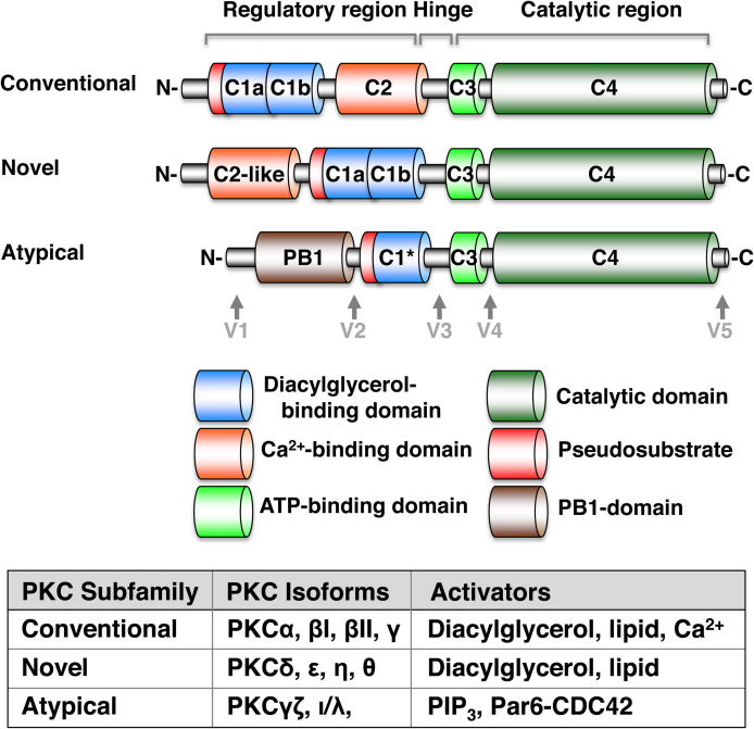 AbMole详解：PMA（佛波酯）在激活T细胞、诱导细胞分化、构建炎症模型上的应用_pma和离子霉素诱导aicd-CSDN博客