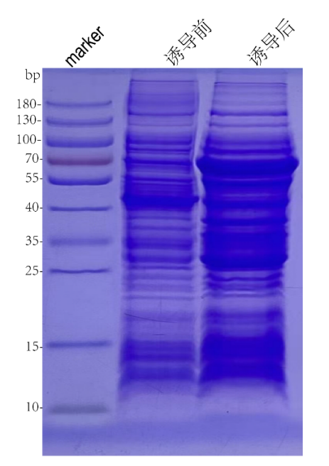 GST PULL DOWN实验技术介绍_gst pull down技术-CSDN博客