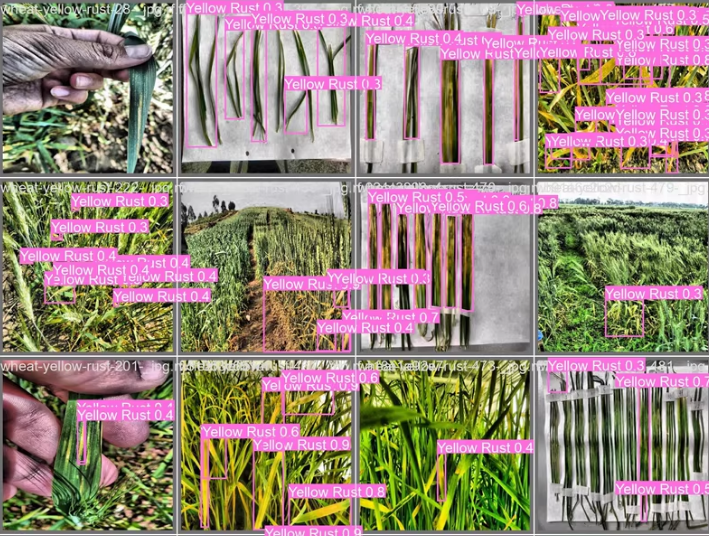 基于 Yolov8 模型进行操作训练 小麦病害检测数据集 识别小麦病害8类的检测 使用已经训练好的 Yolov8 模型 建立基于深度学习的小麦病害检测系统小麦病虫害数据集yolo类型 Csdn博客