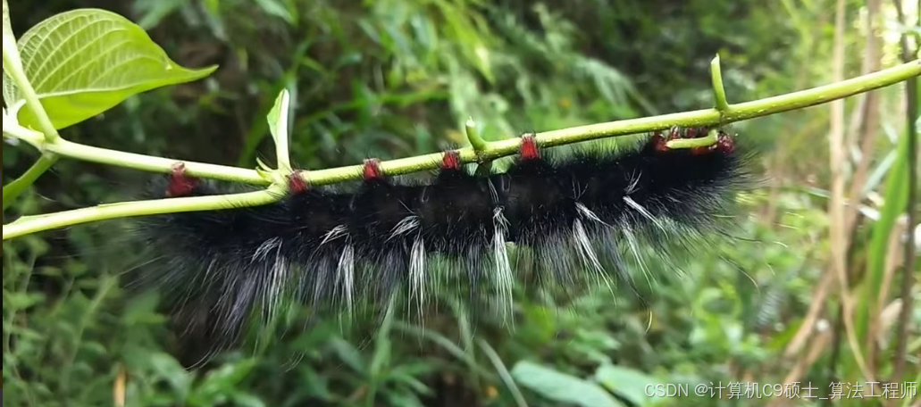 使用yolov8训练该数据集农业害虫检测数据集 农业虫害数据集该数据集的害虫类别共为三类，该数据集共4010张图片，标签文件为xml格式，4010个。 Csdn博客