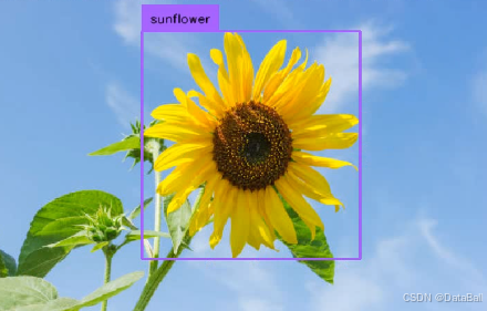 数据集-目标检测系列- 花卉 向日葵 检测数据集 sunflower ＞＞ DataBall-CSDN博客