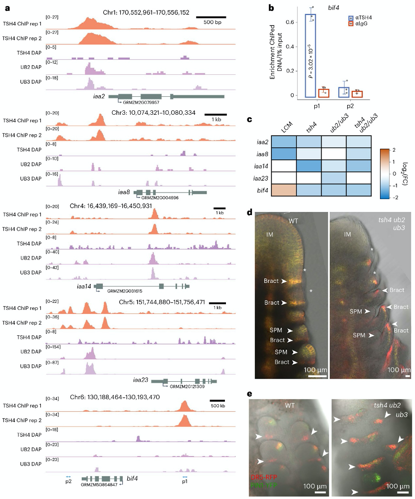 易基因：Nat Genet/IF29：董朝斌团队ChIP-seq等揭示作物株型穗型发育调控新机制 助力表观遗传育种驯化改良（顶刊佳作）_董朝斌 nature genetics-CSDN博客