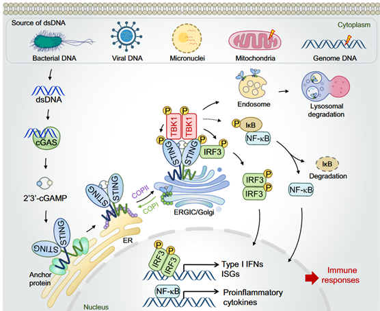 学习笔记系列--cGAS-STING信号通路基础知-CSDN博客