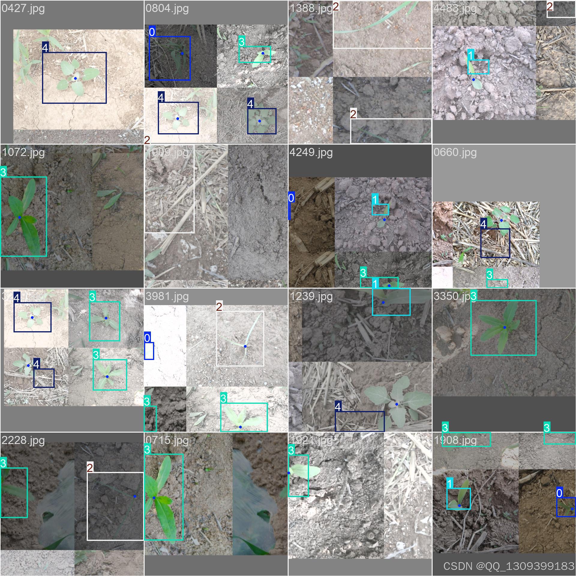 YOLOv8-Pose 关键点检测实战：杂草根茎关键点标注与训练全流程指南_yolov8 pose 物体关键点标注-CSDN博客
