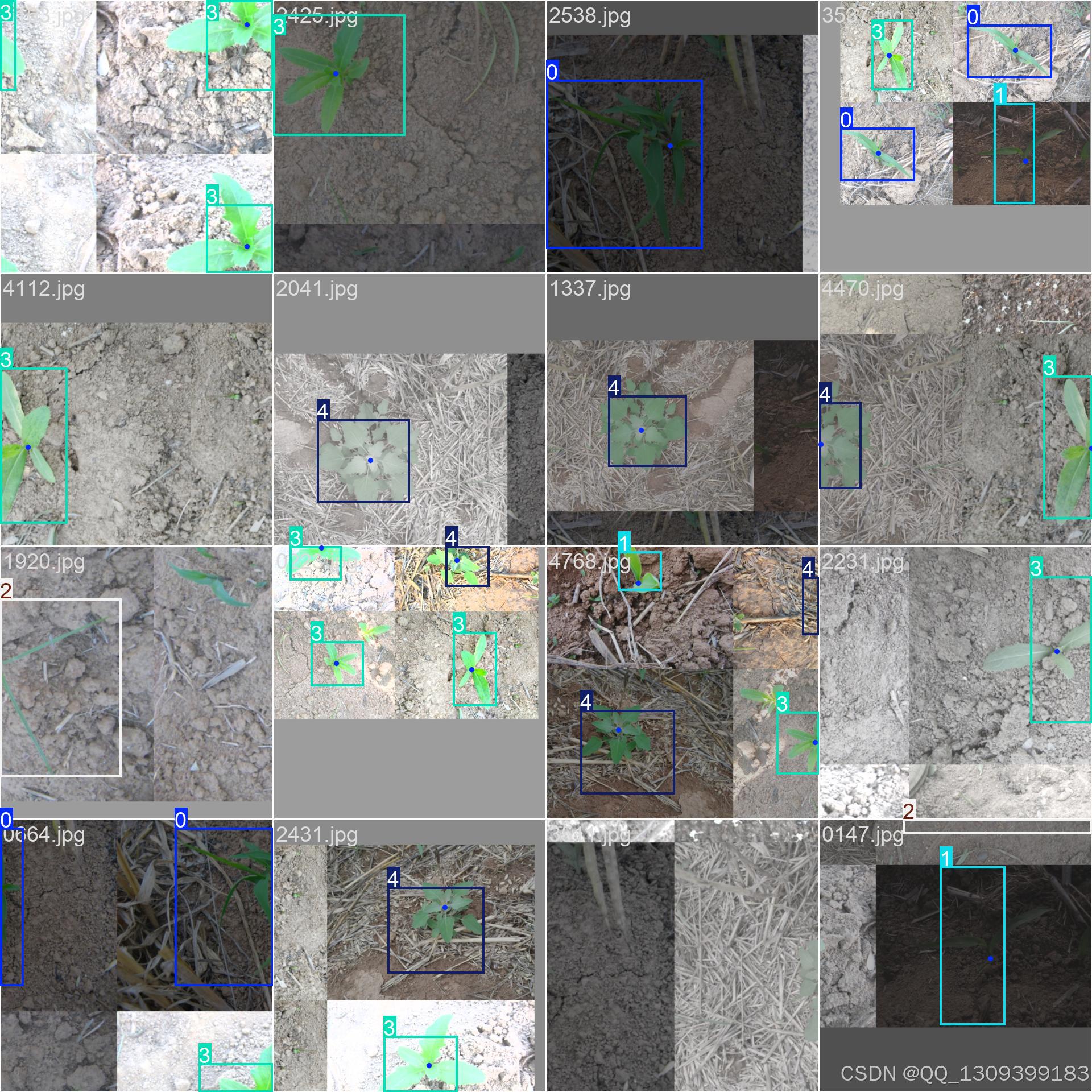 YOLOv8-Pose 关键点检测实战：杂草根茎关键点标注与训练全流程指南_yolo-pose标注-CSDN博客