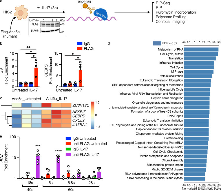 RBP研究技术RIP-seq+Polysome profiling_rna-seq结合rip-seq-CSDN博客