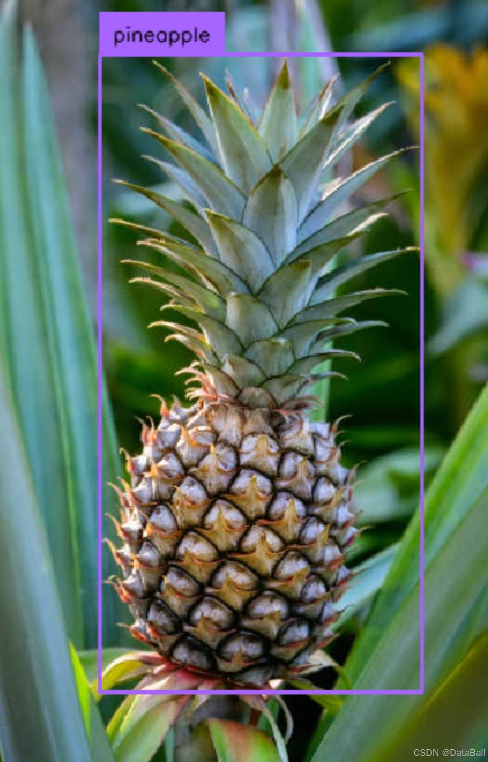 数据集-目标检测系列- 凤梨 菠萝 检测数据集 pineapple ＞＞ DataBall_凤梨识别数据集-CSDN博客