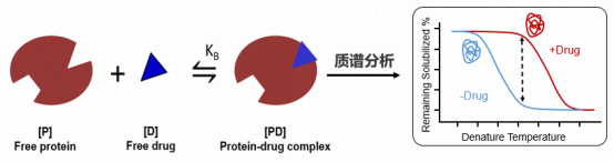 TPP实验技术的实验原理与流程_tpp热蛋白组学流程-CSDN博客