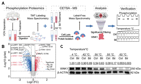 CETSA+MS（TPP）：四大前沿案例揭示药物靶点发现新路径-CSDN博客