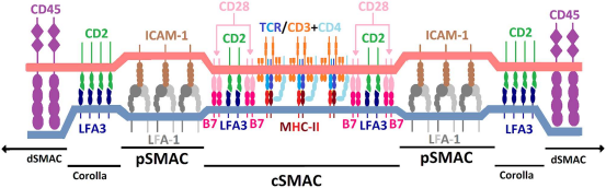 免疫抑制治疗靶标-CD2_cd2靶点-CSDN博客