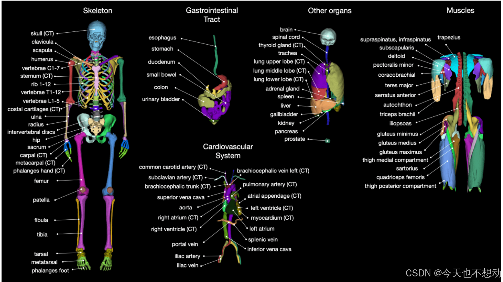 Python版：TotalSegmentator 安装与使用指南-CSDN博客