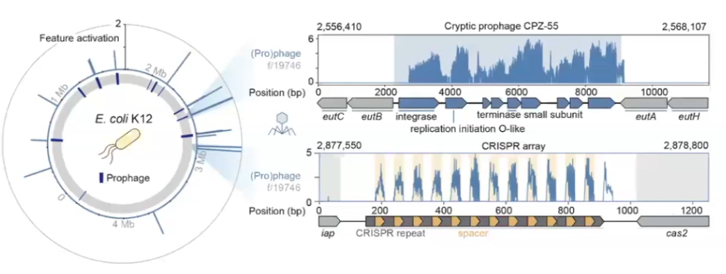 Evo2 论文讲解_基因 模型 evo2-CSDN博客