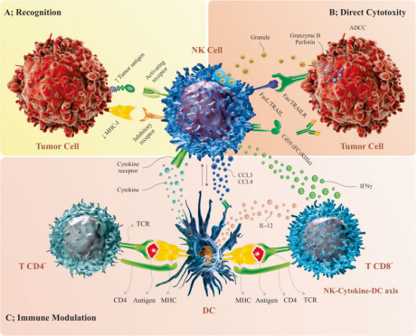 ADCC效应因子CD16-CSDN博客