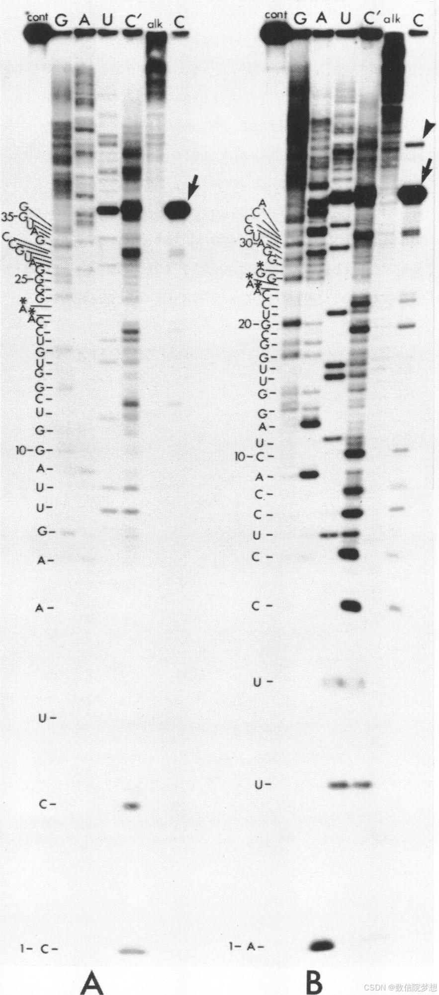 3‘-Terminal sequence of wheat mitochondrial 18S ribosomal RNA: further ...