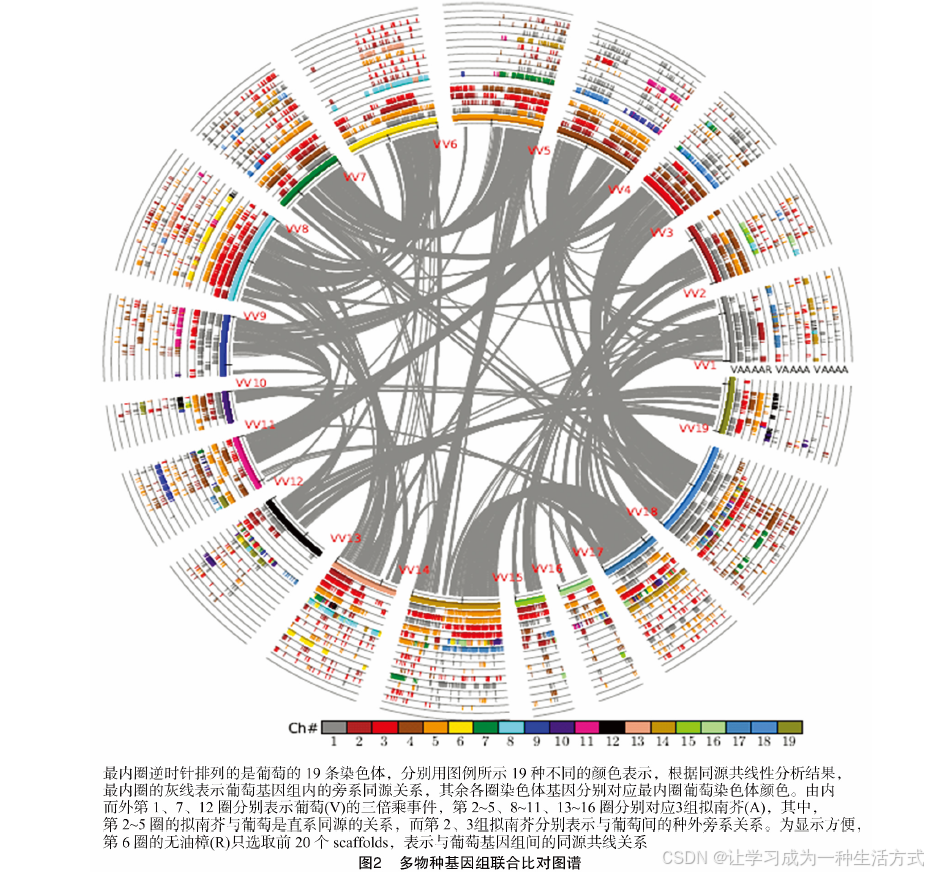 无油樟与葡萄、拟南芥、水稻基因组的多倍化及共线性分析--文献精读150-CSDN博客
