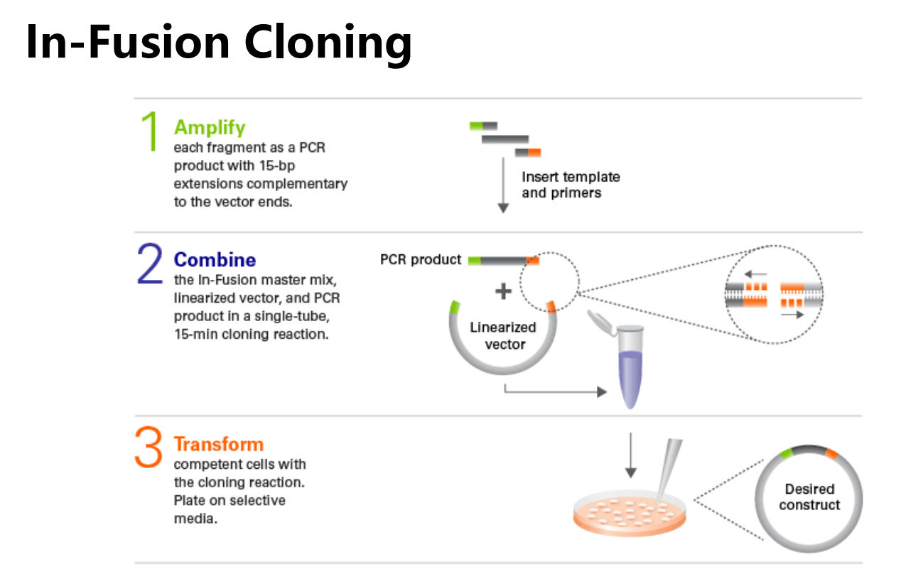 其他常用工具酶和思考_dna polymerase i, large (klenow) fragment 和t4 dna -CSDN博客
