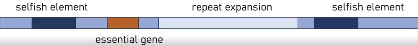 Evo2 论文讲解_基因 模型 evo2-CSDN博客