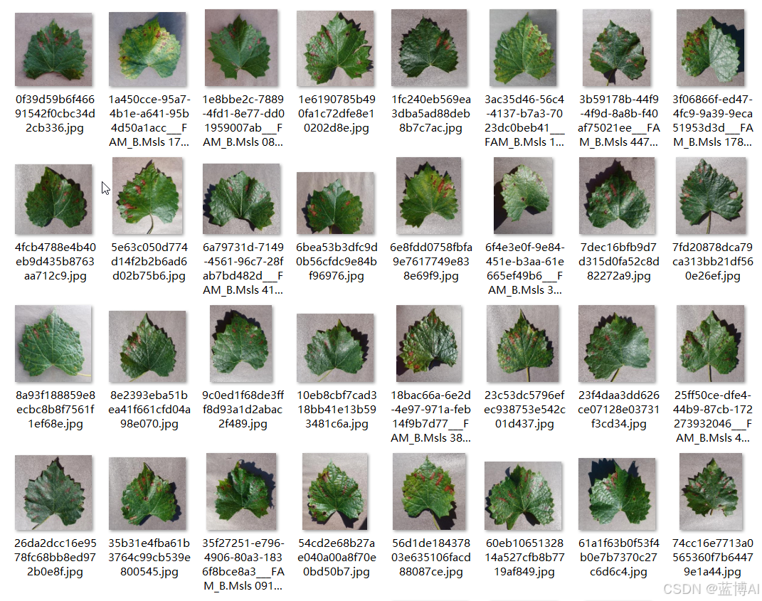 基于卷积神经网络的葡萄叶片病虫害识别与防治系统,vgg16,resnet,swintransformer,模型融合(pytorch框架,python代码)葡萄的病害分类pth预训练模型文件