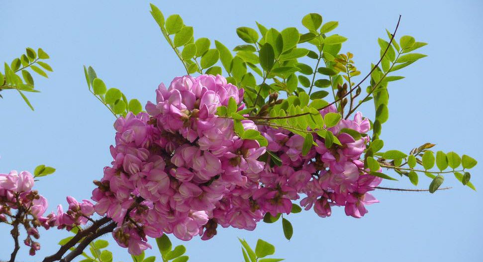 SPSS数据分析从小白到高手--SPSSAU与SPSS区别解析_spssau和spss的区别-CSDN博客