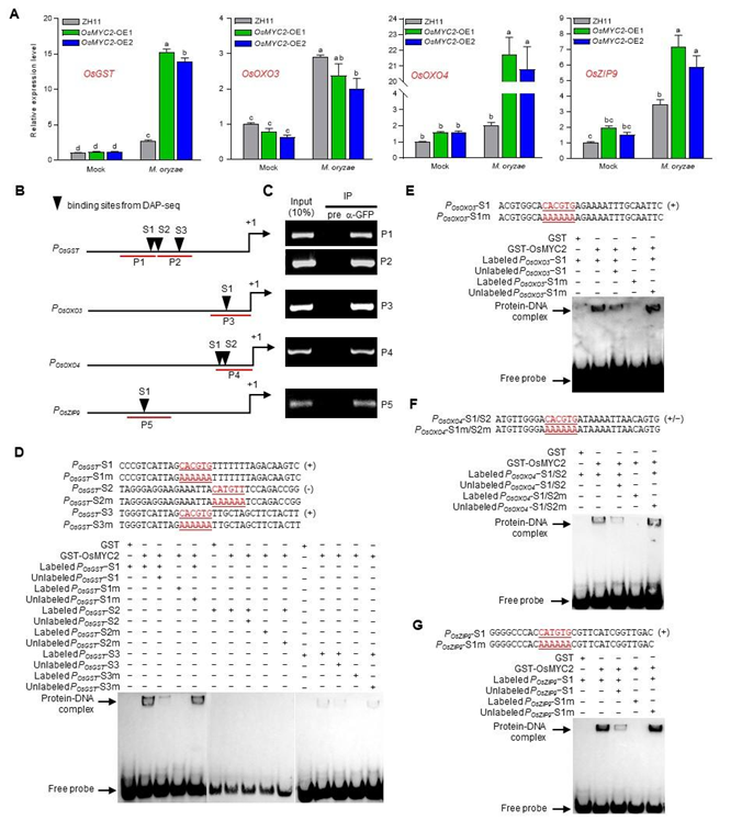 Int J Biol Macromol | DAP-seq助力揭示水稻抗病新机制-CSDN博客