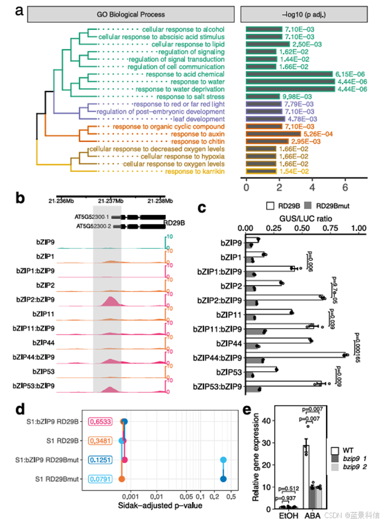 利用dDAP-seq技术解析转录因子的DNA结合特性-CSDN博客