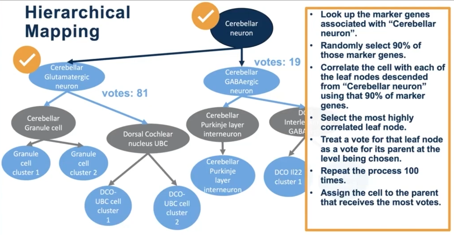单细胞标注新利器：MapMyCells 全流程使用笔记 + 原理详解（含层次映射机制）_hierarchical mapping-CSDN博客