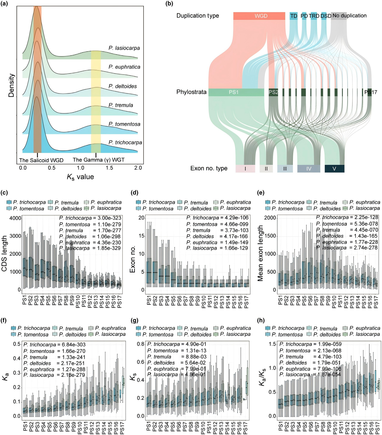 New Phytologist（IF=8.1） DAP-seq助力揭示杨树次生维管系统发育遗传调控机制-CSDN博客