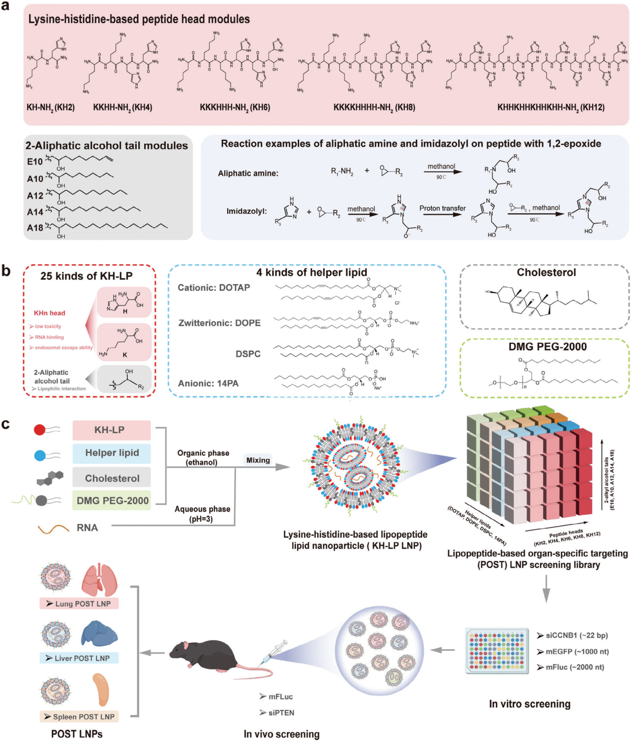 Impact Factor: 27.4! START Secondary Antibodies Facilitate High-Efficiency RNA Delivery Research ...