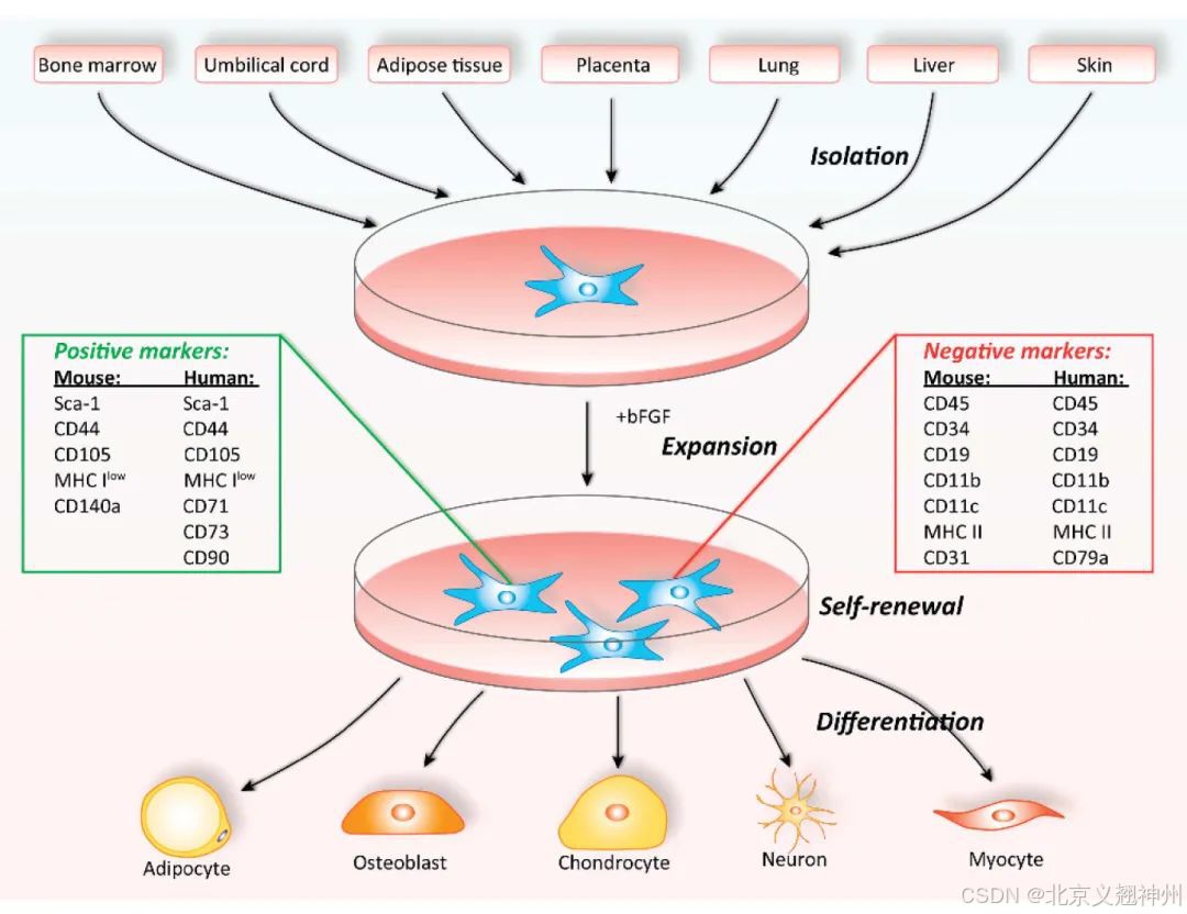 一文读懂间充质干细胞（MSCs）？难！看完这篇让你超越99%的人_mscs的免疫调节机制-CSDN博客
