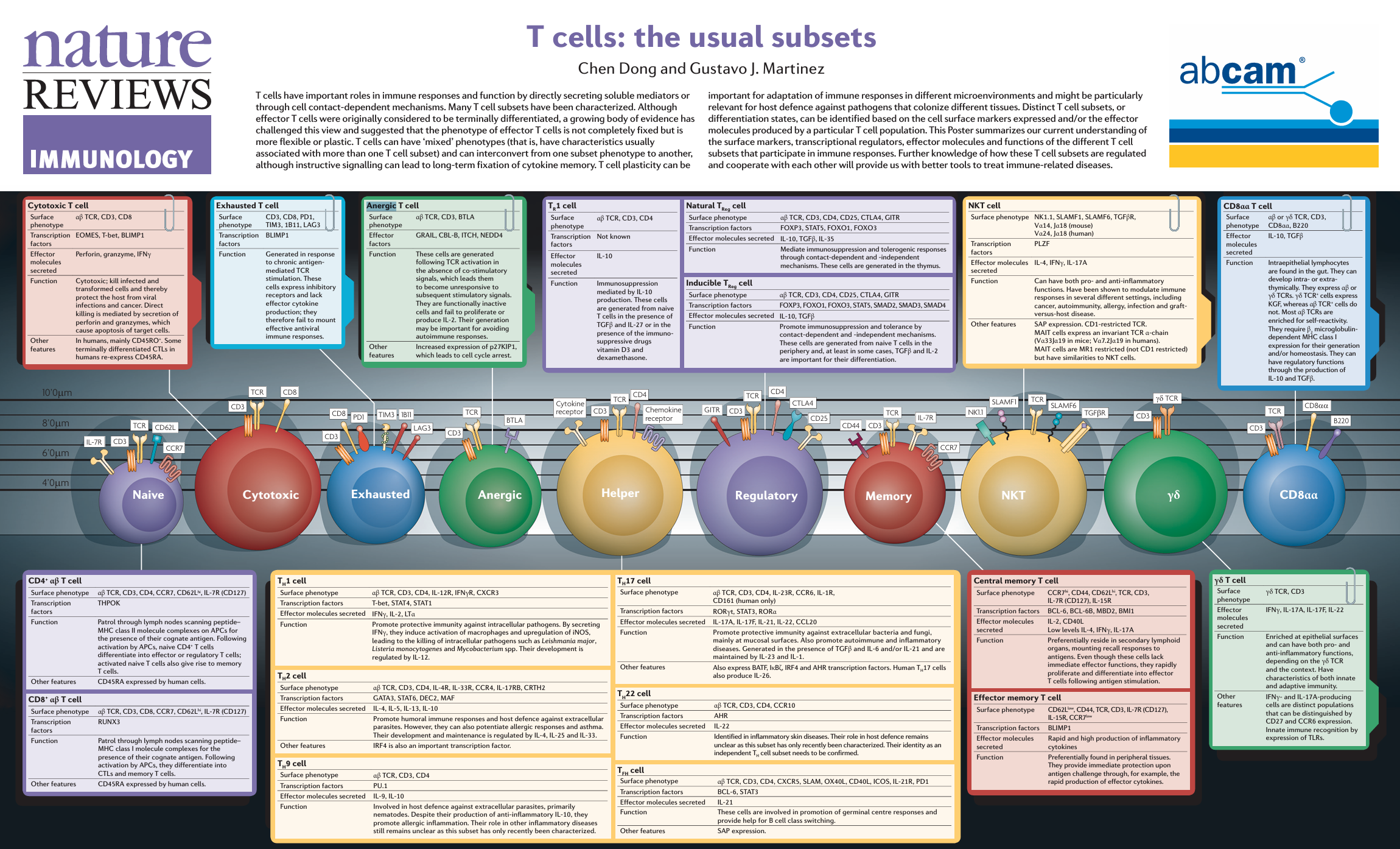 immune cell marker-CSDN博客