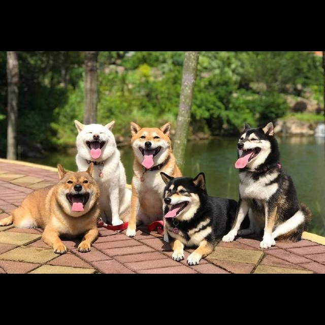 【DL】YOLO11图像缩放 | 图像填充 | 自适应输入图片的尺寸_【改进】YOLO系列-CSDN专栏