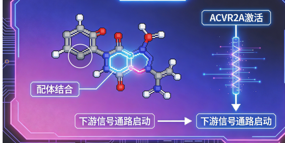 卡梅德生物深度解读：ACVR2A（激活素2A型受体）信号通路与药物研发新范式_激活素受体2a-CSDN博客