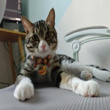 大模型-报错解决方案_open api daily request limit reached-CSDN博客