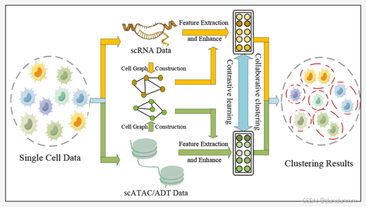 【论文阅读】scMDCL: A Deep Collaborative Contrastive Learning Framework ...