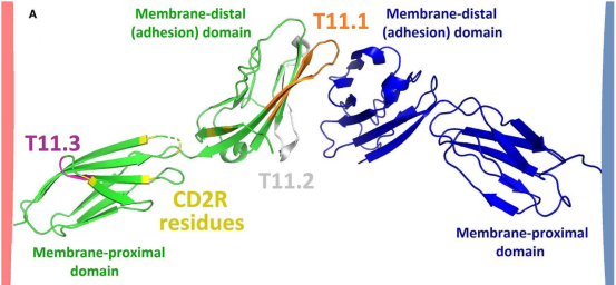 免疫抑制治疗靶标-CD2_cd2靶点-CSDN博客