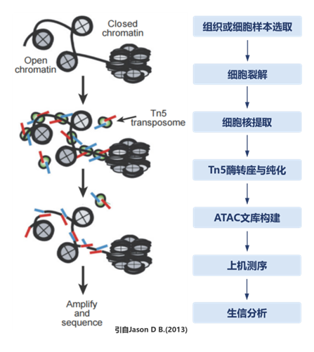 探秘表观遗传研究：DAP-seq、ChIP-seq、CUT&Tag、ATAC-seq，谁才是你的科研“神器”？-CSDN博客