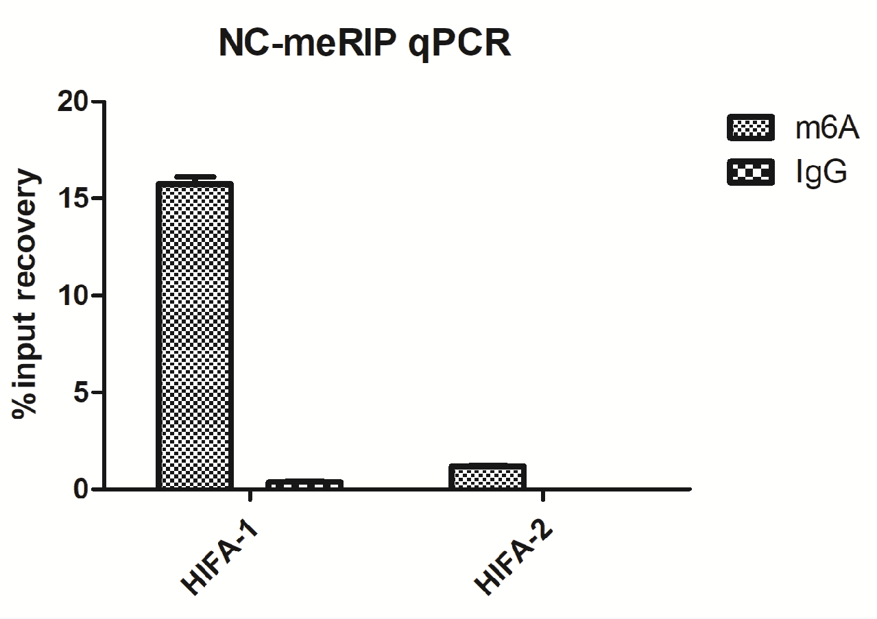 m6A RNA甲基化免疫共沉淀实验介绍（MeRIP）_merip-qpcr-CSDN博客