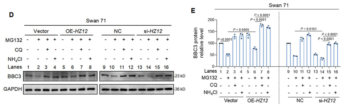 AbMole小课堂 | Chloroquine：溶酶体/自噬调控的“枢纽”_氯喹 自噬-CSDN博客