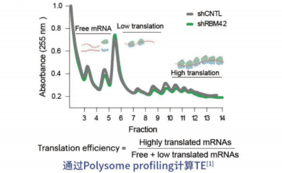 polysome profiling（多聚核糖体图谱分析）——解析翻译调控机制的金标准-CSDN博客