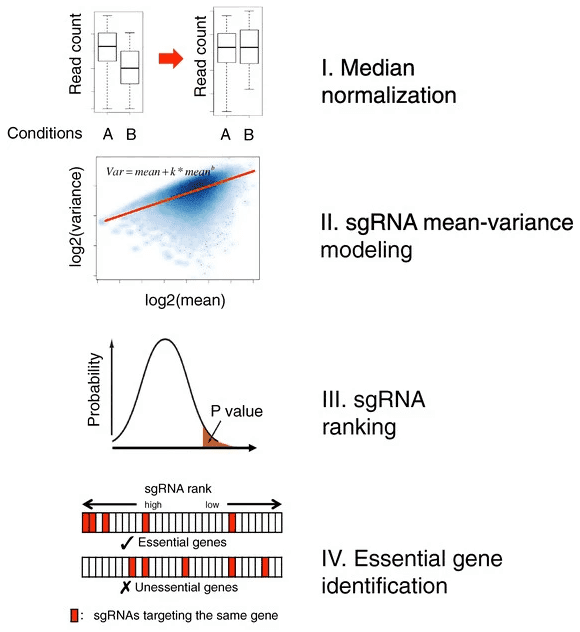 Crispr-screening测序后文件处理流程_mageck分析过程中用到的归一化方法有-CSDN博客