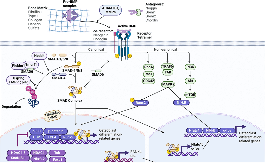 AbMole快讯：想高效抑制BMP/AMPK？Dorsomorphin (Compound C)已就位！-CSDN博客