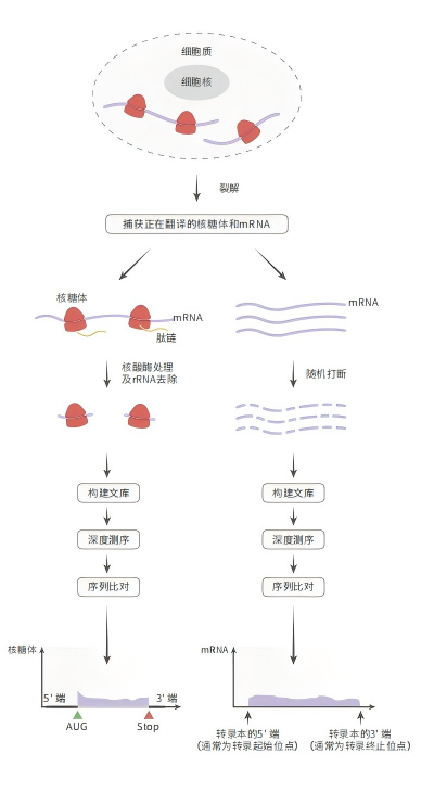 Ribo-seq—检测正在翻译的RNA信息 连接转录组学与蛋白质组学的桥梁_rip-seq报告 样品间相关性分析结果-CSDN博客