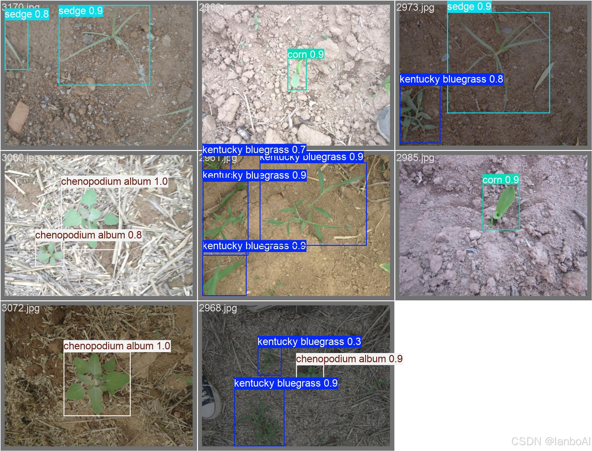 基于yolov8的农作物杂草检测识别系统，支持图像、视频和摄像实时检测【pytorch框架、python源码】基于yolov8n的甘蔗杂草识别方法 Csdn博客