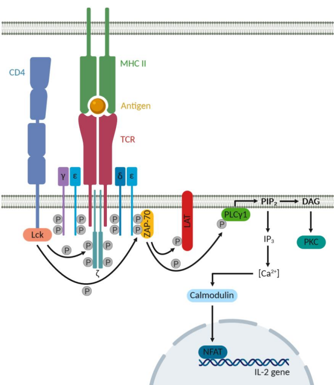 细胞毒性T细胞表面关键分子：CD4_cd4 lck-CSDN博客